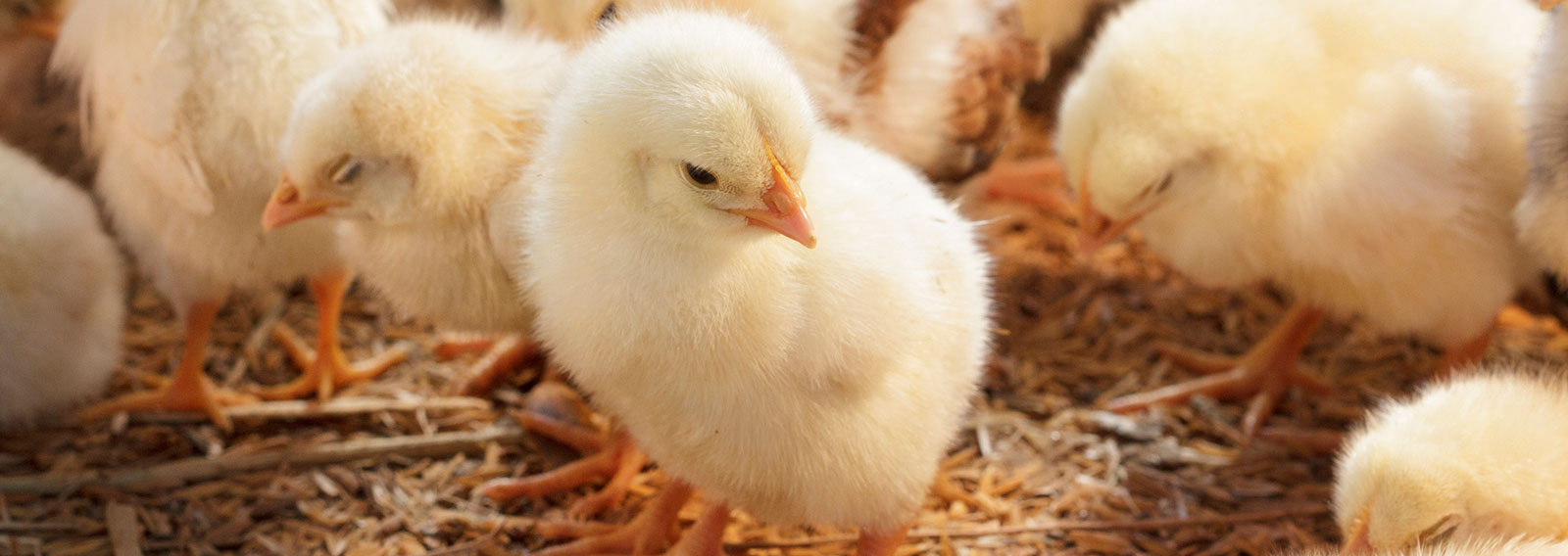 Rearing and Layer Product 4225 - English - Alere